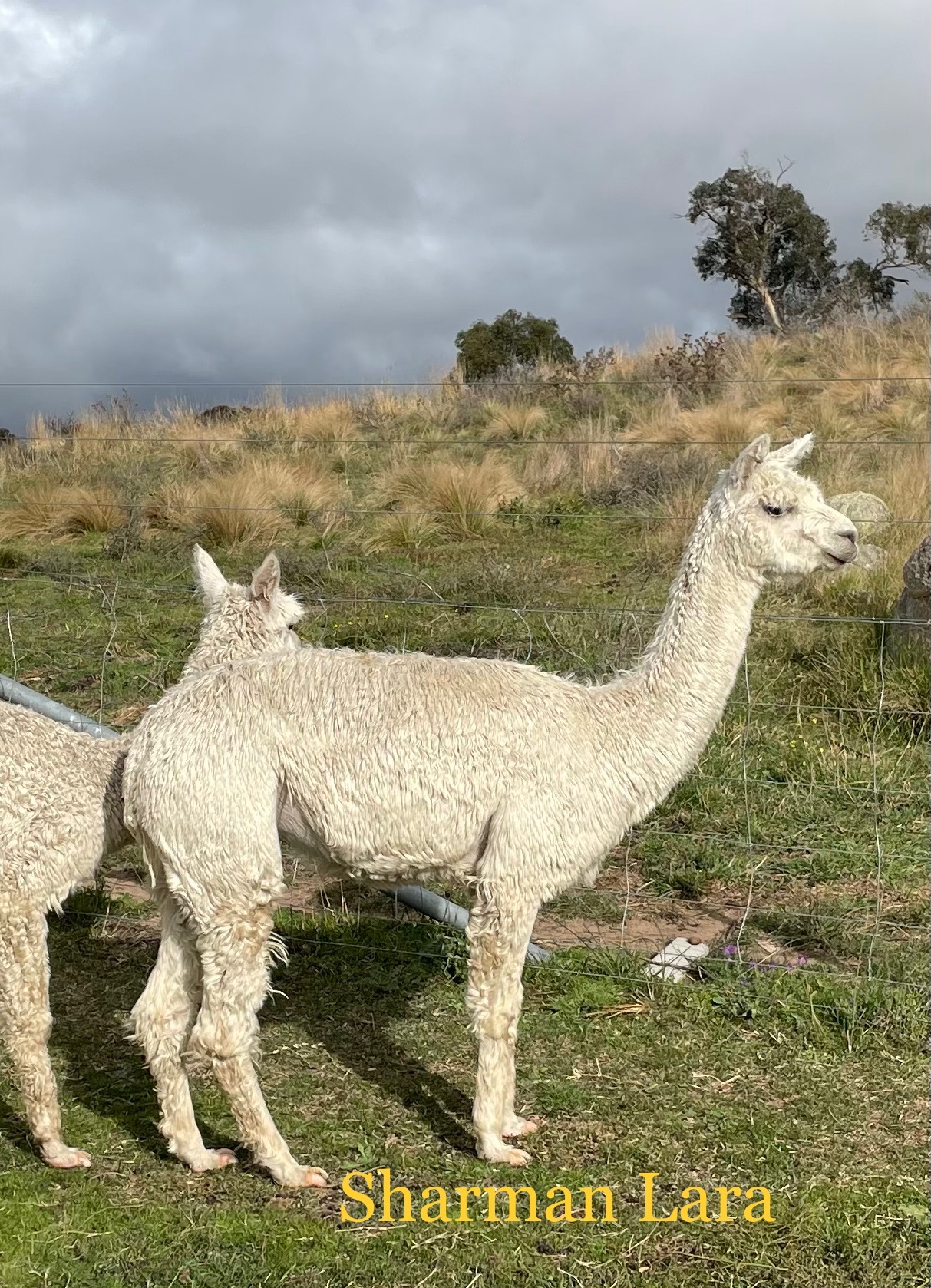 eAlpaca - Alpaca for sale: SHARMAN LARA - SWT Female Suri
