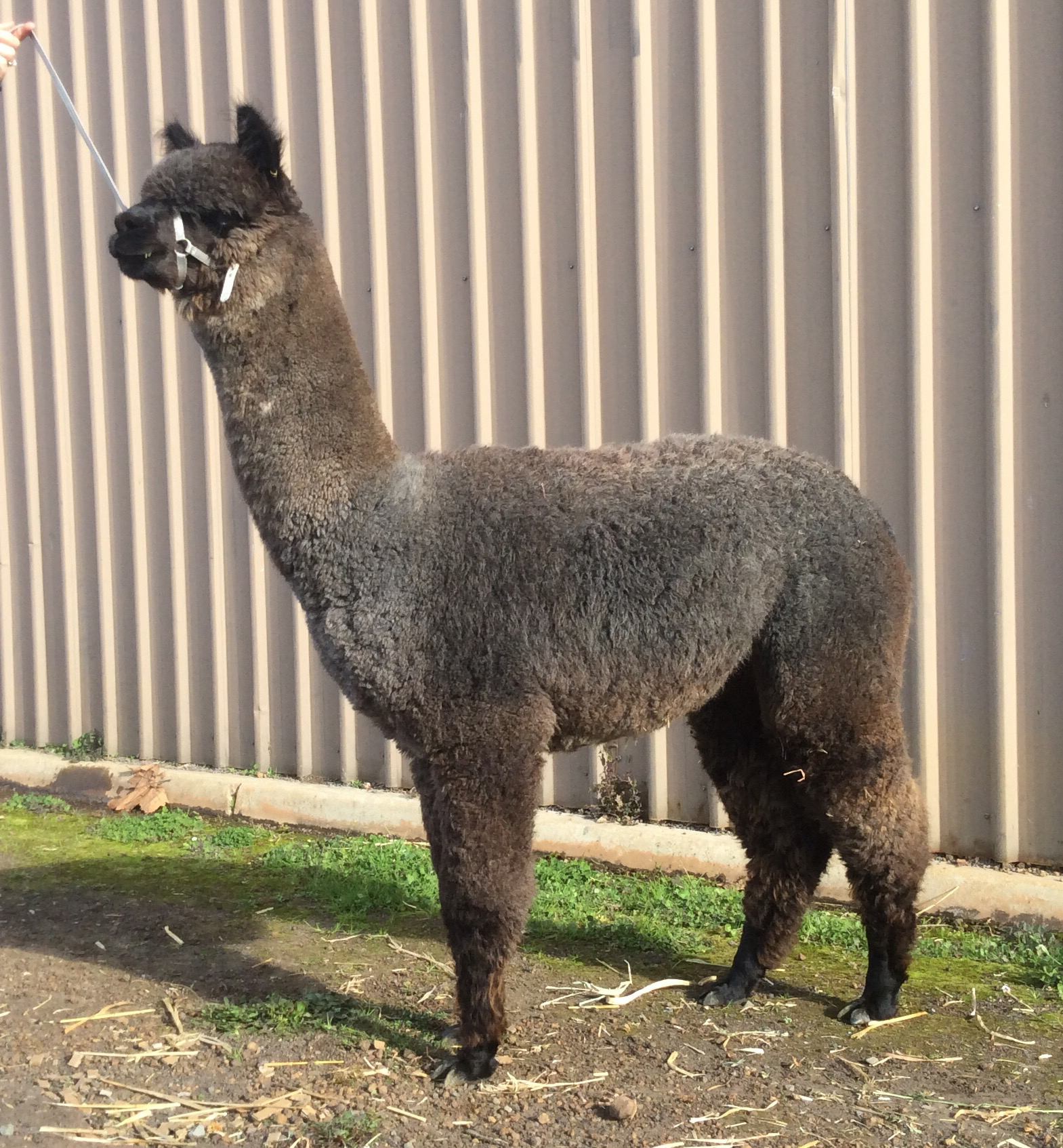 eAlpaca - Alpaca for sale: YARINGA MUDDY WATERS - RN Male Huacaya