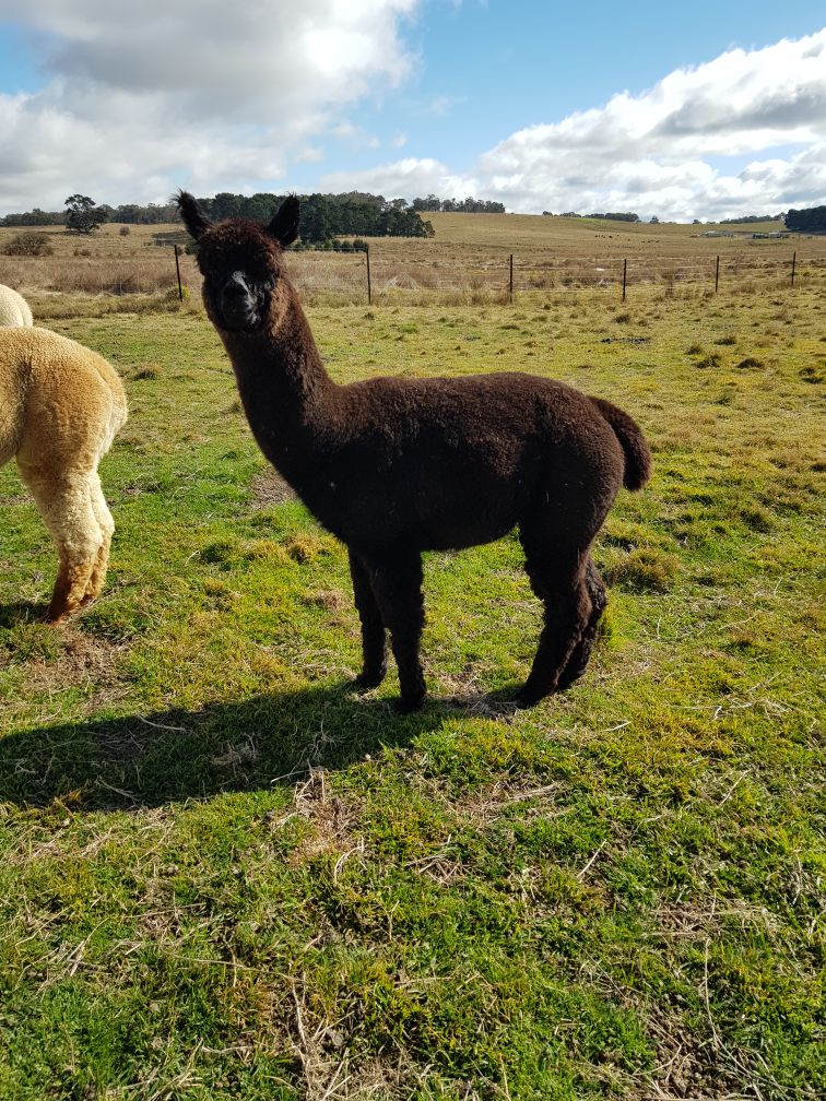 eAlpaca - Alpaca for sale: SOTAYCAM POP STAR - SBK Male Huacaya