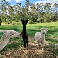 eAlpaca - Alpaca for sale: JENERIC FARMS ODIN - SWT Male Suri
